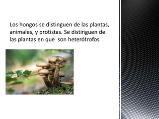 Hongos | PPT