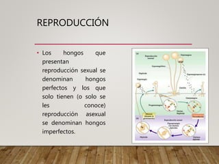 Hongos | PPTX