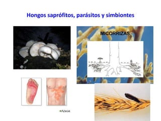 Hongos | PPTX