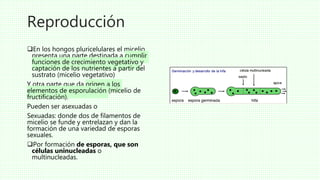 Hongos | PPTX