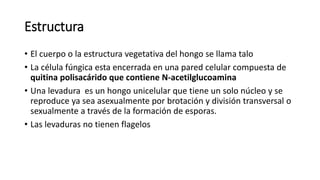 Hongos.pdf