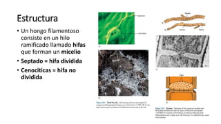 Hongos.pdf