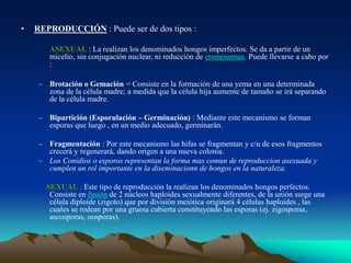 HONGOS.ppt