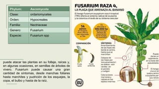 micologia y taxonomia de hongos forestales | PPTX