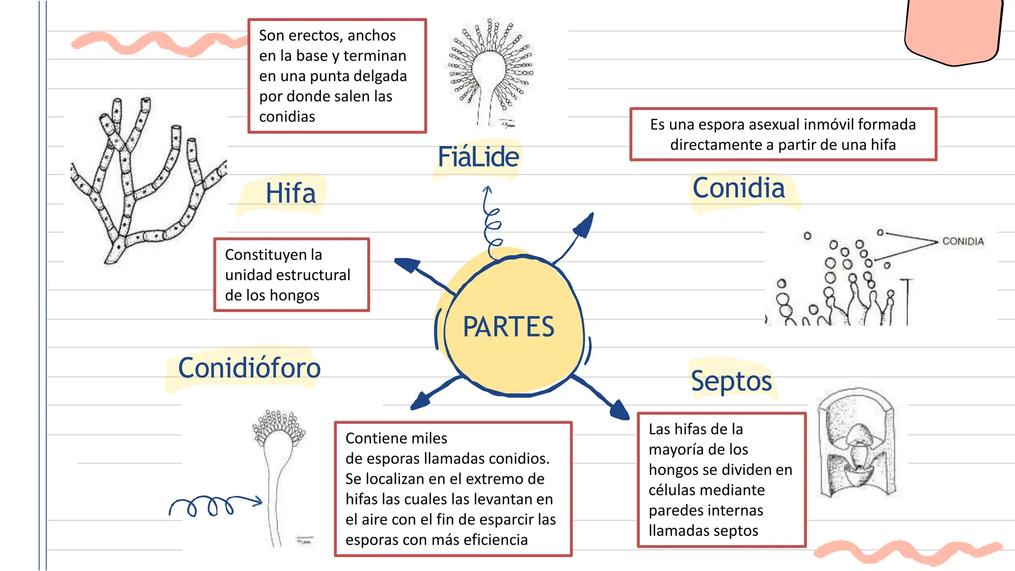 HONGOS DEFINICION Y CARACTERISTICAS.pptx