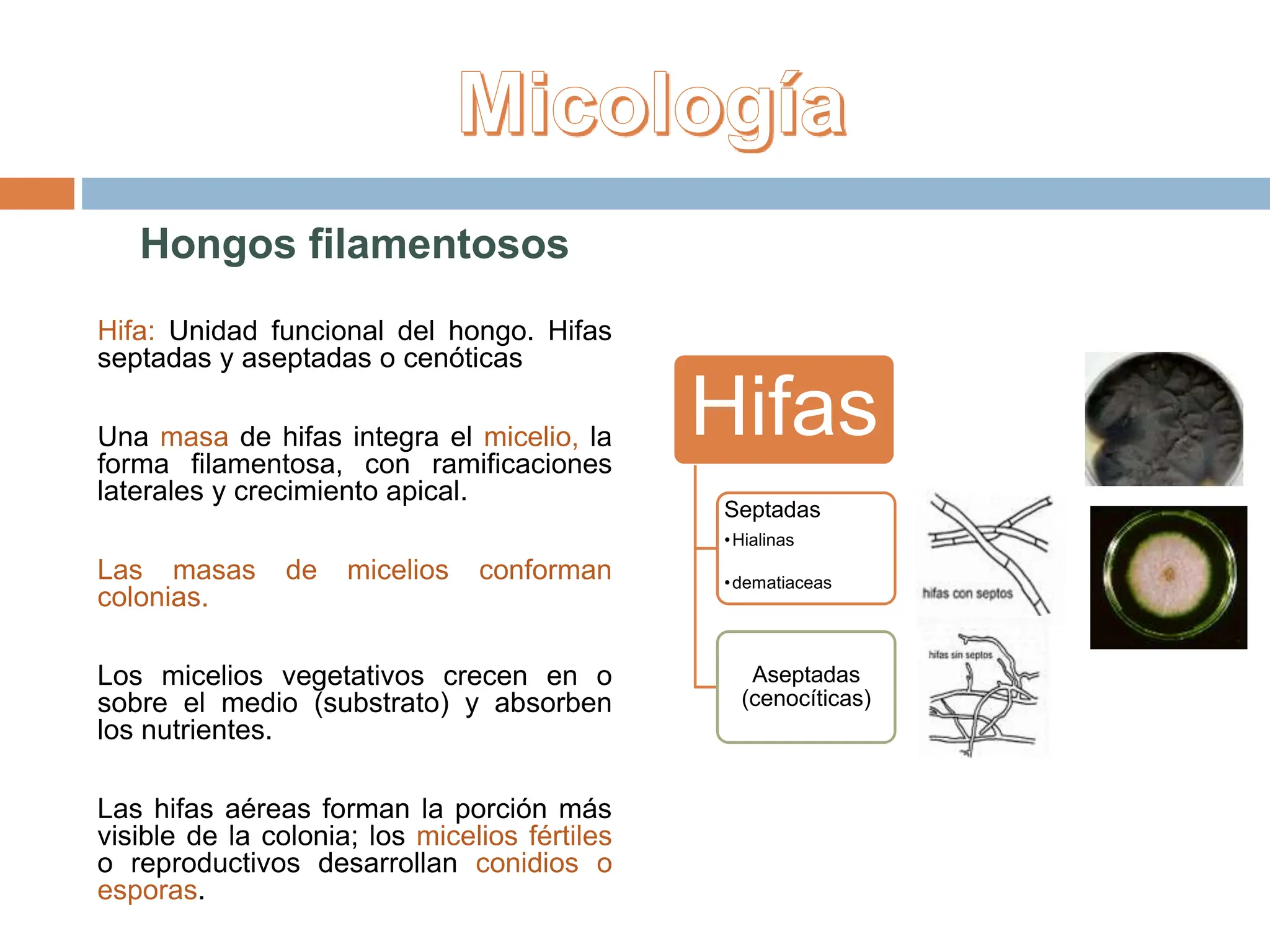 microbiología de las enfermedades micoticas | PPTX