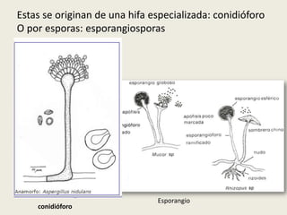 HONGOS: Generalidades, estructura y clasificación | PPTX