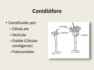 HONGOS: Generalidades, estructura y clasificación | PPTX