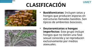 generalidades de HONGOS.............pptx