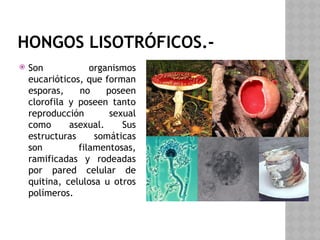 Estudio de los hongos: Estructura y calsificación | PPTX