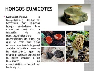 Estudio de los hongos: Estructura y calsificación | PPTX