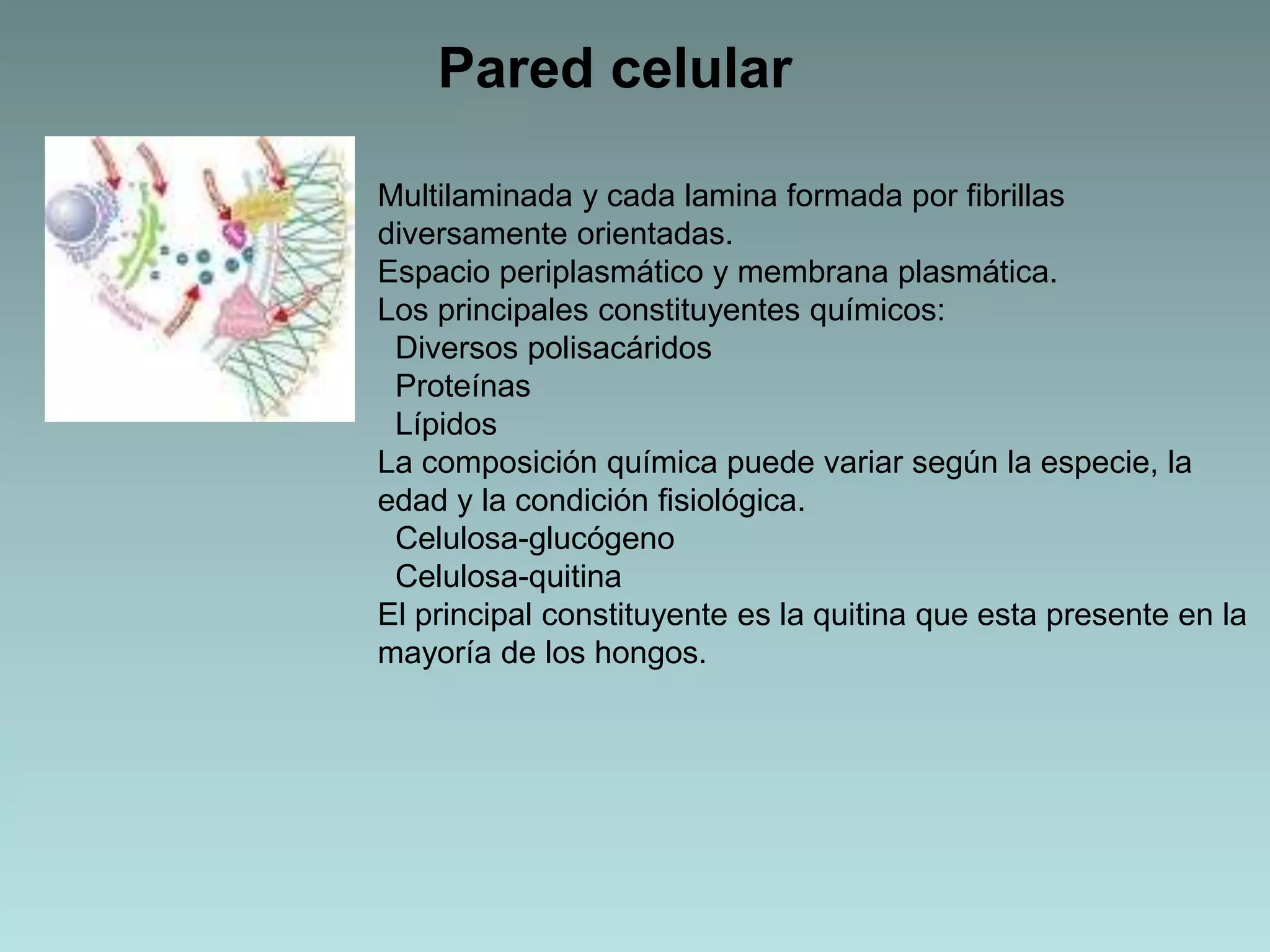 hongos - Estructura.ppt