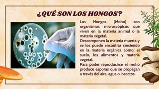 MICRO HONGOS - MICROBIOLOGIA 1-2023.pptx