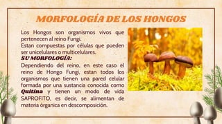 MICRO HONGOS - MICROBIOLOGIA 1-2023.pptx