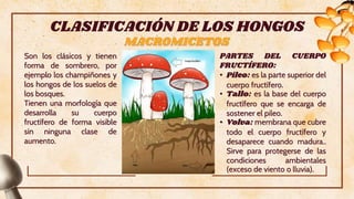 MICRO HONGOS - MICROBIOLOGIA 1-2023.pptx