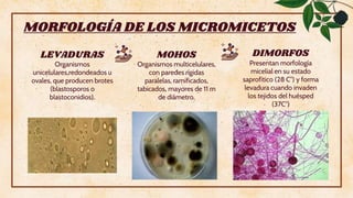 MICRO HONGOS - MICROBIOLOGIA 1-2023.pptx