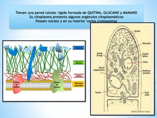 HONGOS MICROBIOLOGIA | PPTX