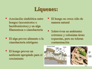 Hongos | PPT