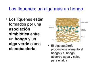 Hongos, algas y plantas | PPT