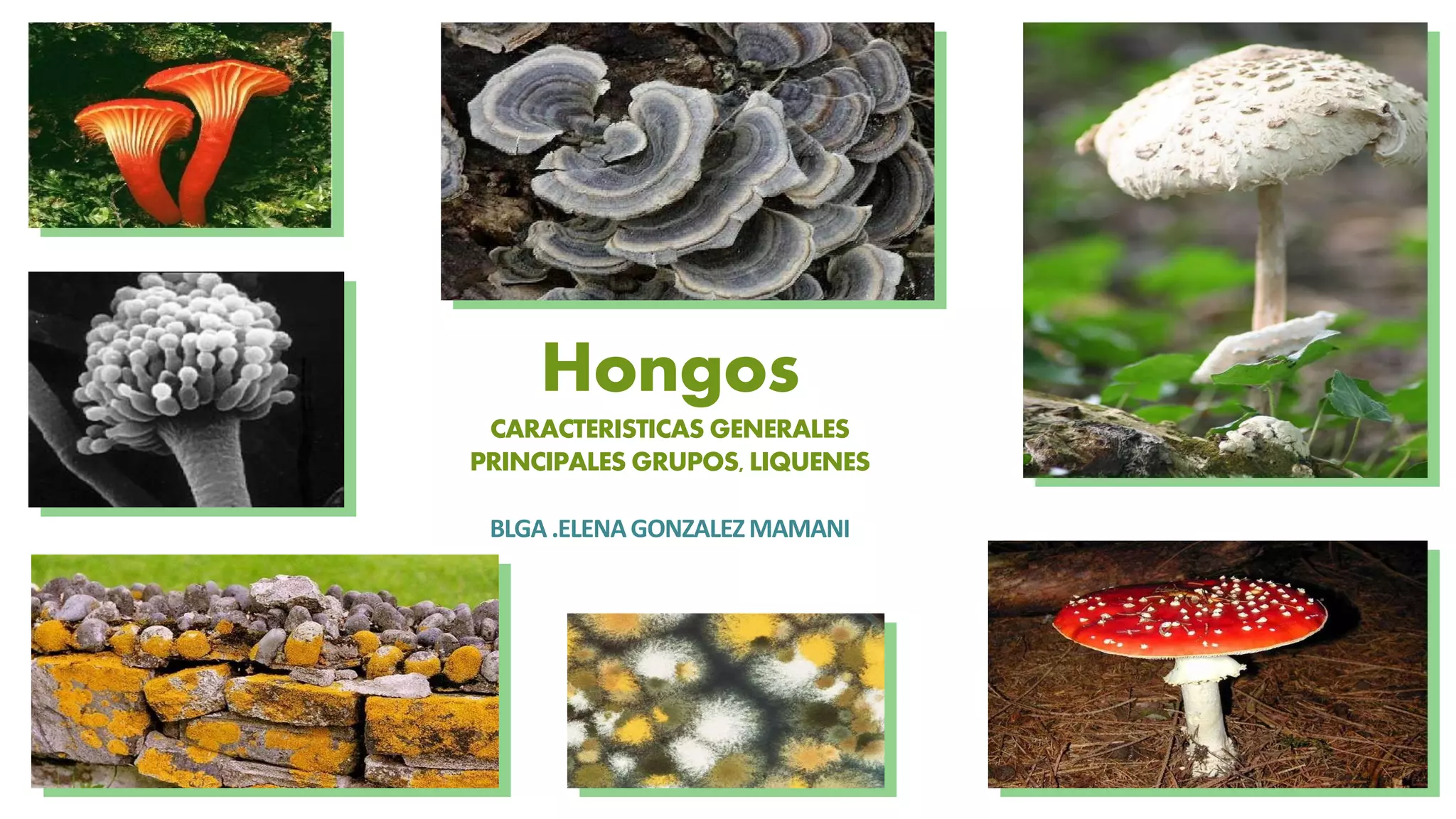 Hongos, caracteristicas generales,principales grupos,liquenes | PPT