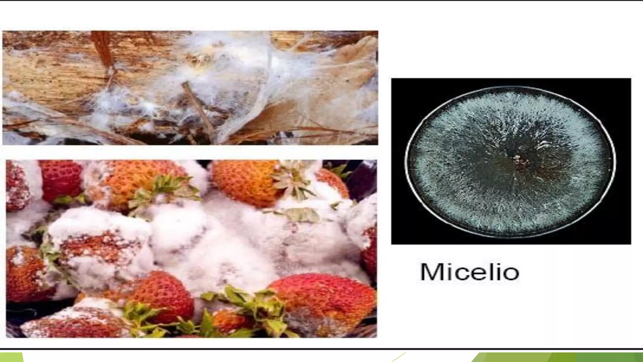 Hongos, caracteristicas generales,principales grupos,liquenes | PPT