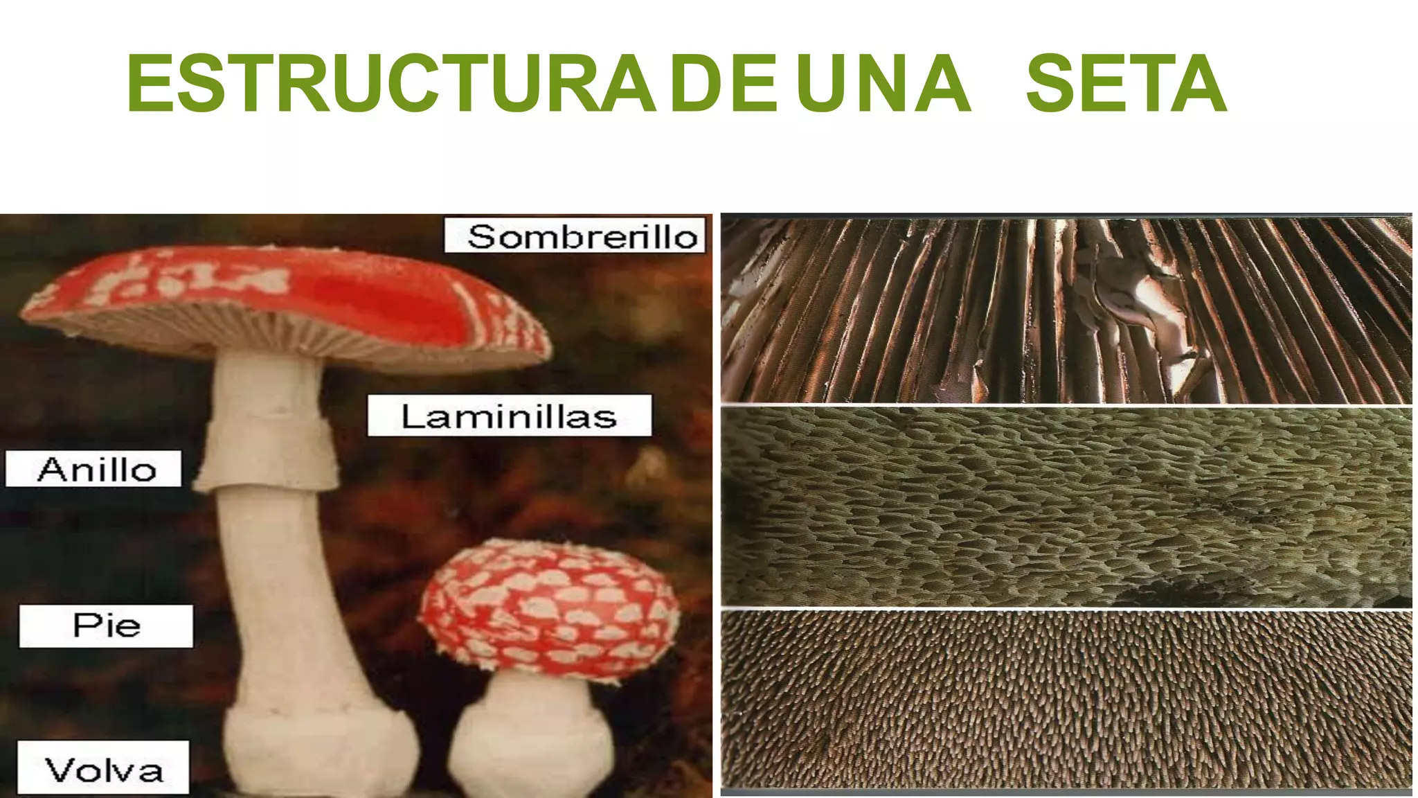 Hongos, caracteristicas generales,principales grupos,liquenes | PPT
