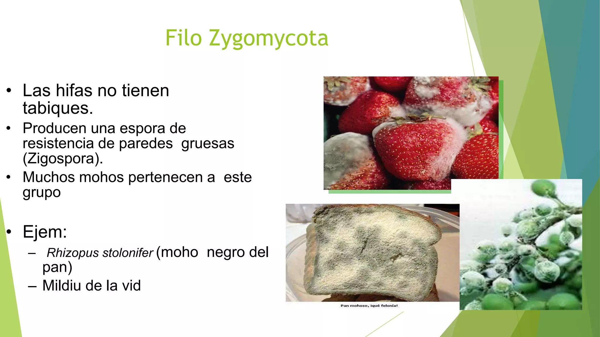 Hongos, caracteristicas generales,principales grupos,liquenes | PDF