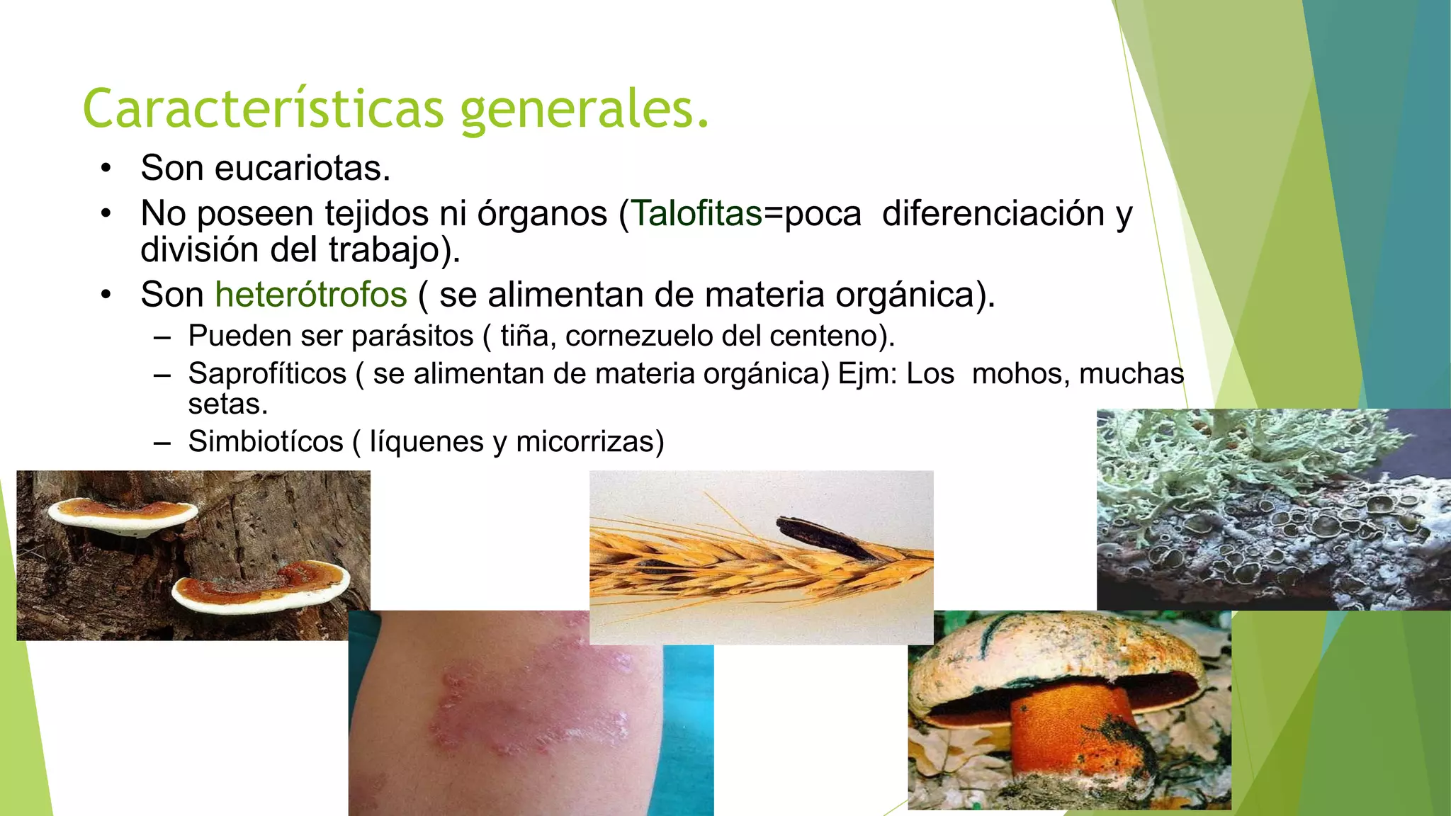 Hongos, caracteristicas generales,principales grupos,liquenes | PPT