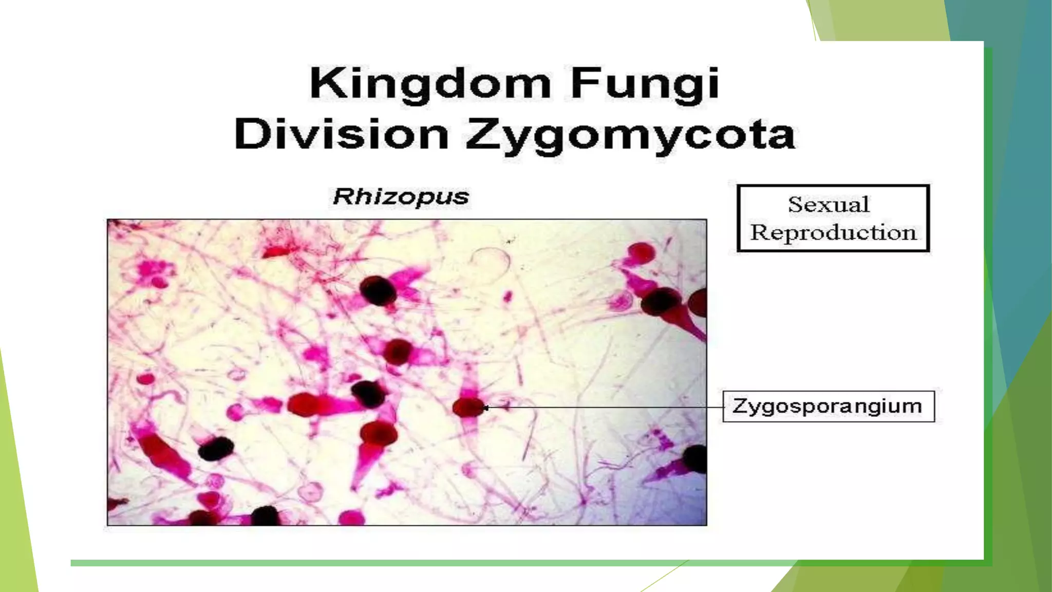 Hongos, caracteristicas generales,principales grupos,liquenes | PPT