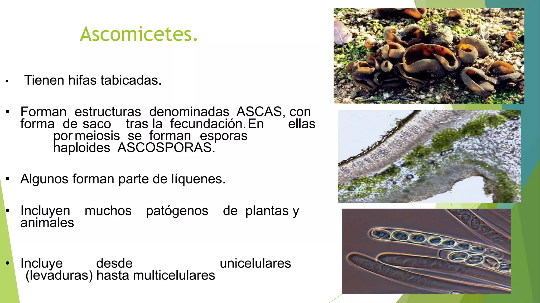 Hongos, caracteristicas generales,principales grupos,liquenes | PPT