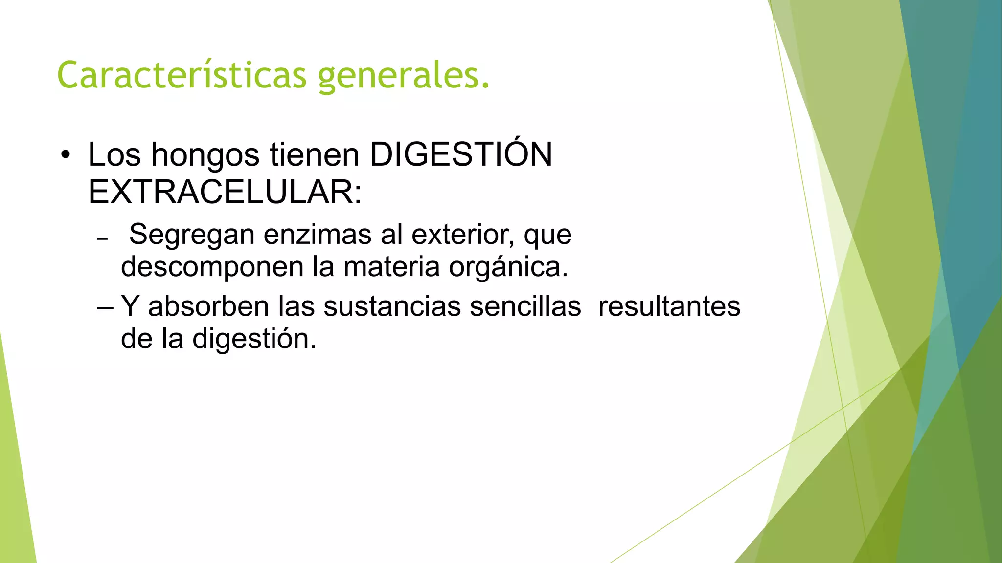 Hongos, caracteristicas generales,principales grupos,liquenes | PPT
