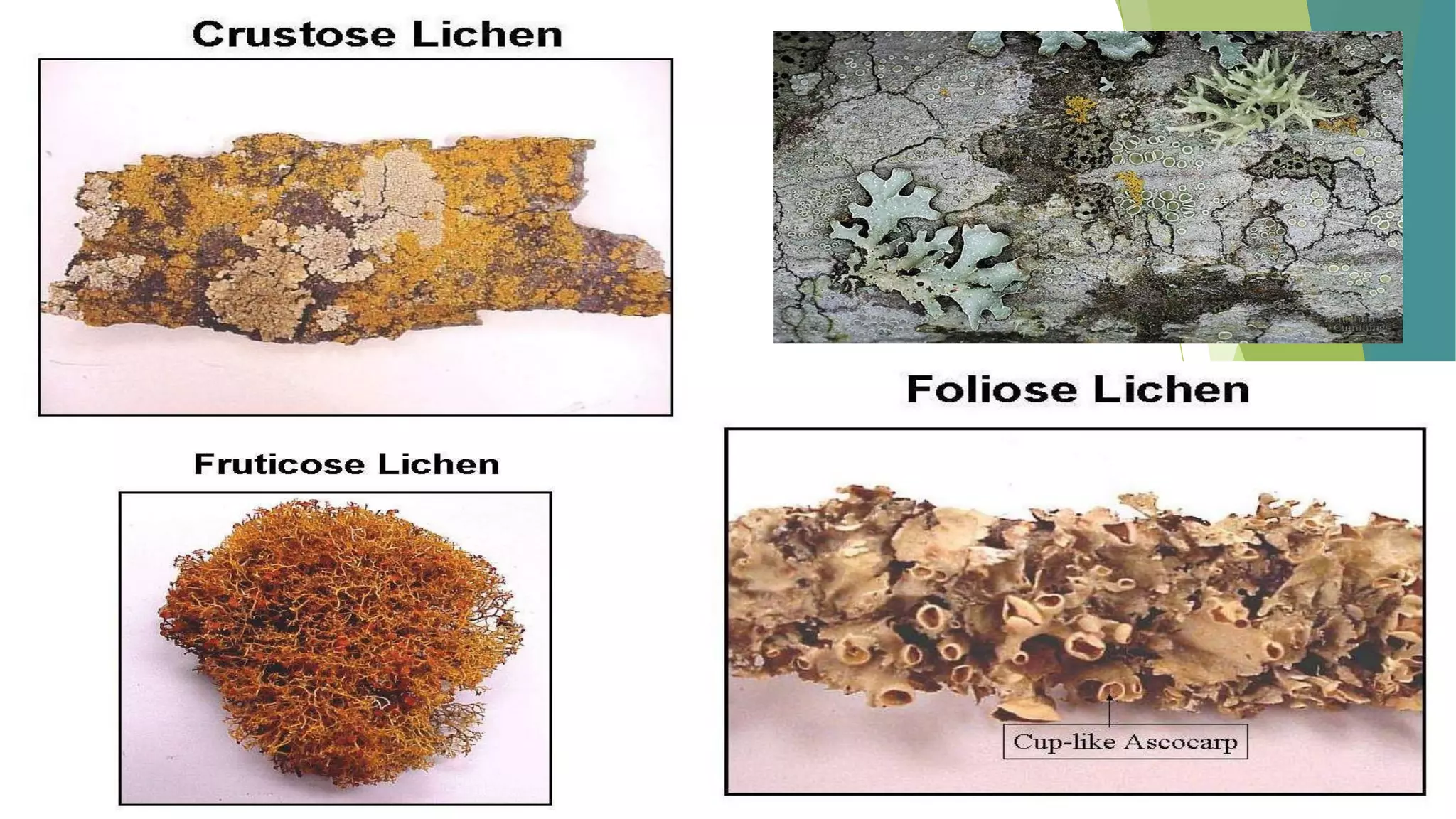 Hongos, caracteristicas generales,principales grupos,liquenes | PPT