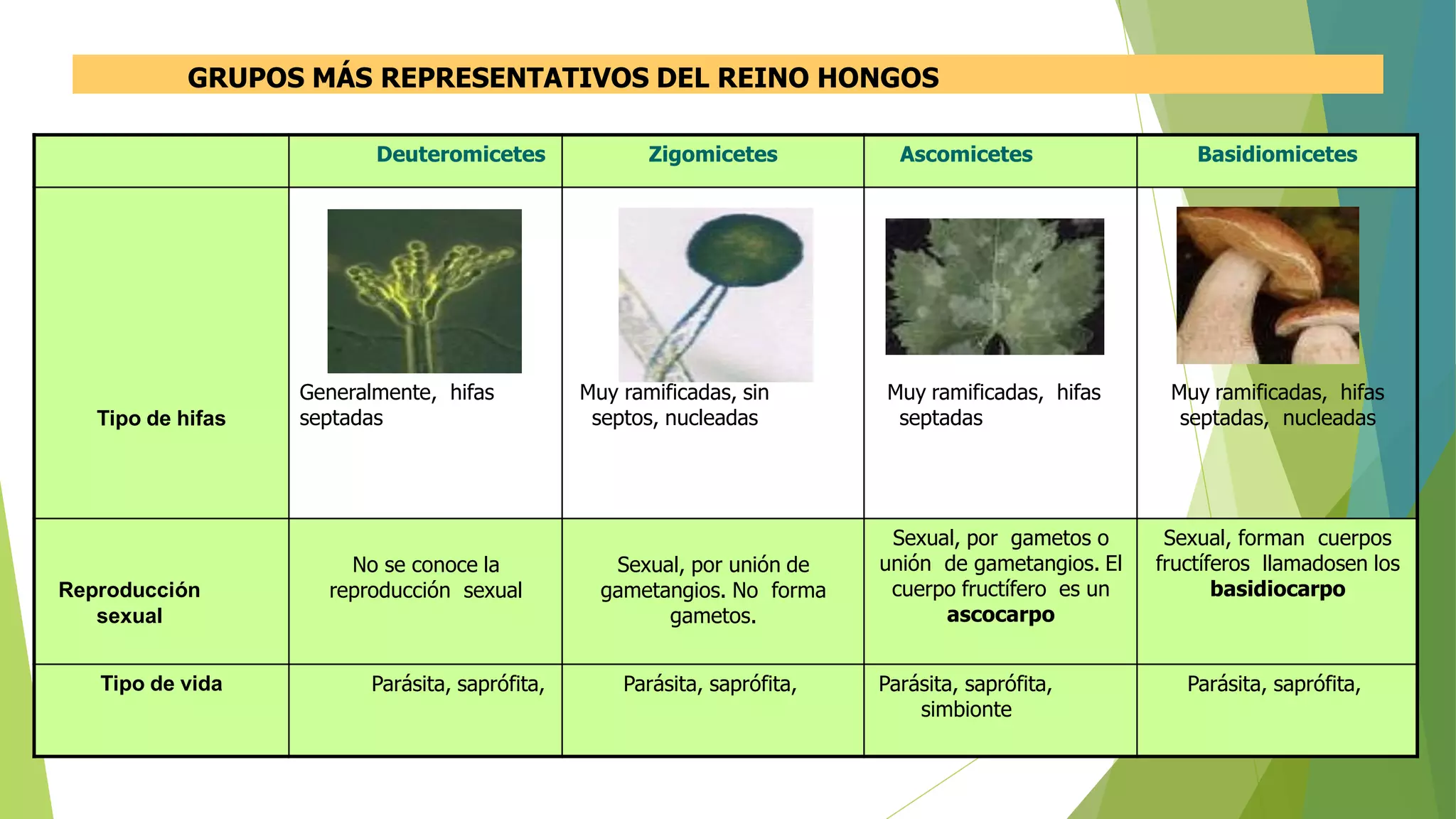 Hongos, caracteristicas generales,principales grupos,liquenes | PPT ...