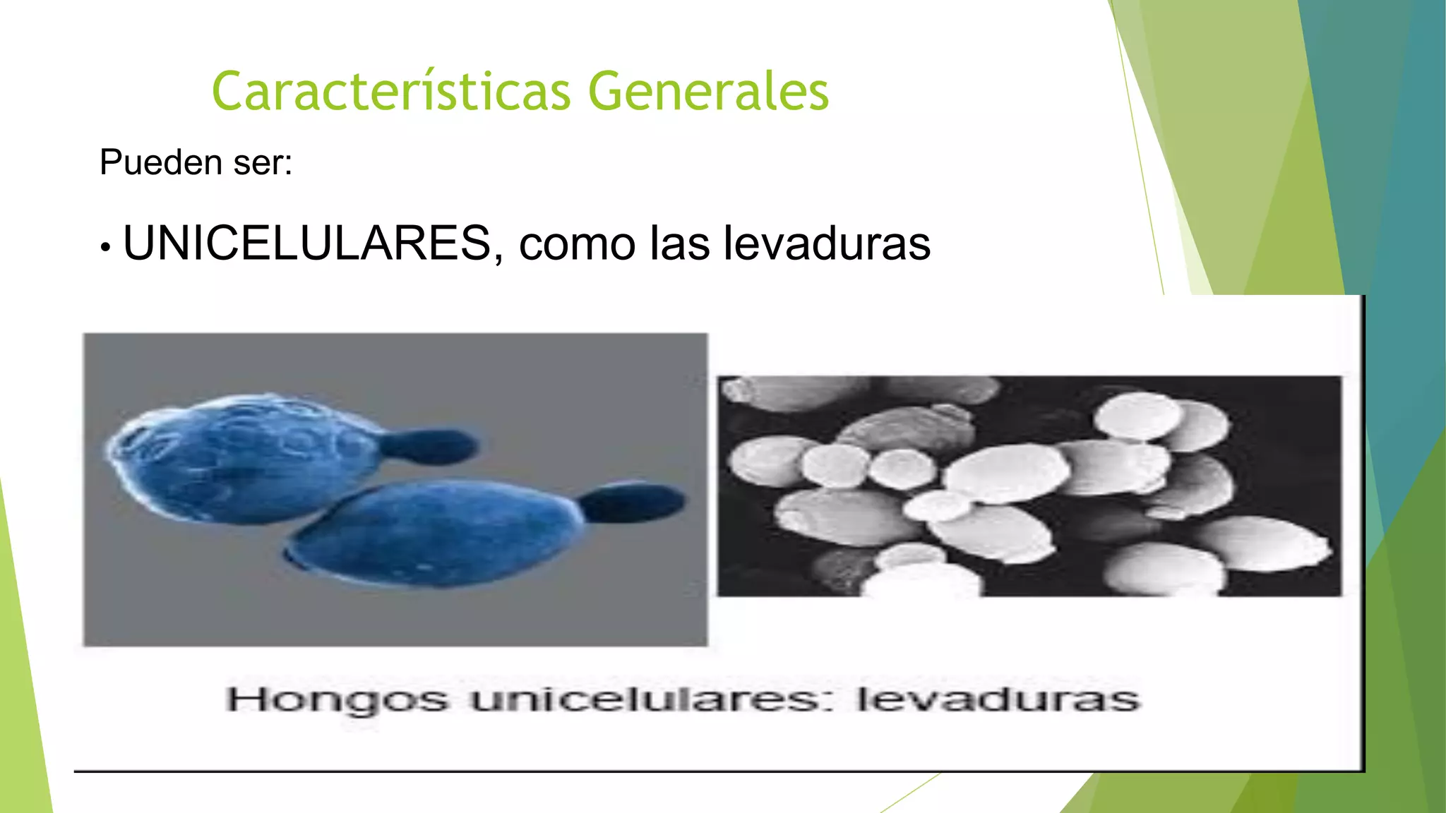Hongos, caracteristicas generales,principales grupos,liquenes | PPT