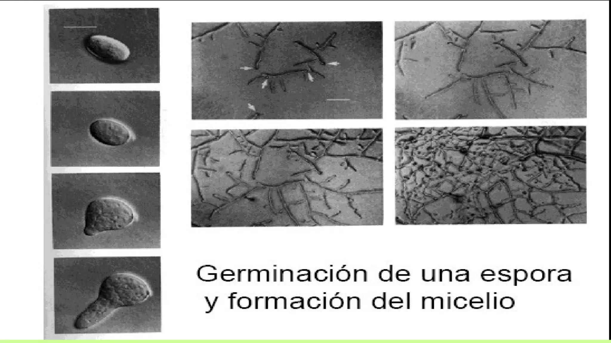 Hongos, caracteristicas generales,principales grupos,liquenes | PPT