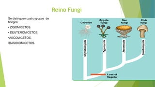 Hongos, caracteristicas generales,principales grupos,liquenes | PDF