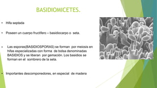 Hongos, caracteristicas generales,principales grupos,liquenes | PDF