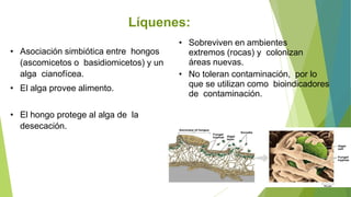 Hongos, caracteristicas generales,principales grupos,liquenes | PDF
