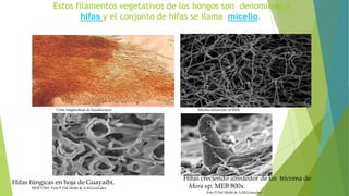 Hongos, caracteristicas generales,principales grupos,liquenes | PDF