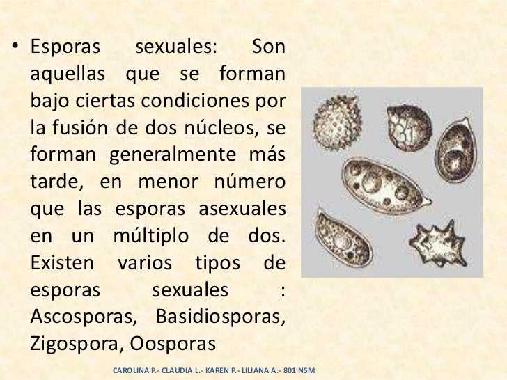 Reproduccion en Hongos