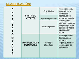 Hongos chytridiomycotas | PPTX