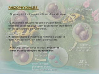 Hongos chytridiomycotas | PPTX