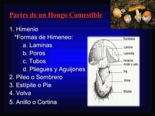 Hongos Comestibles - Fac. Agronomia (UNSLG - ICA - PERU) | PPT