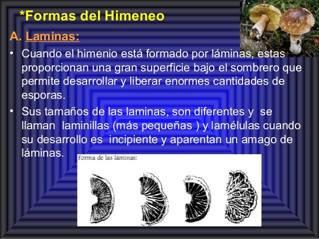 Hongos Comestibles - Fac. Agronomia (UNSLG - ICA - PERU)