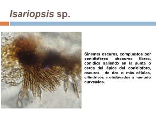 Hongos de importancia agricola | PPTX