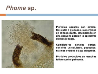 Hongos de importancia agricola | PPTX