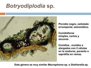Hongos de importancia agricola | PPTX