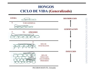 Hongos de importancia agricola | PDF