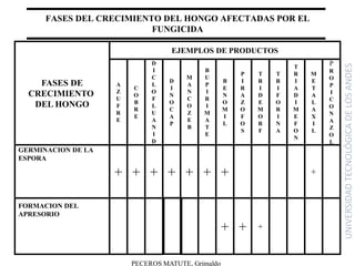 Hongos de importancia agricola | PDF