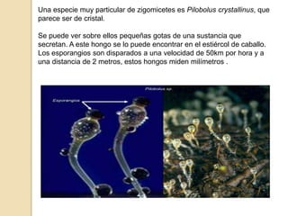 Hongos descomponedores | PPTX
